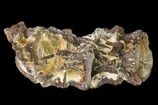 25 Fossil Xiphactinus Skull Terror Of The Inland Seaway For Sale 31440 FossilEra Com