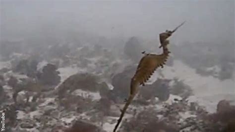 Watch Ruby Seadragon Filmed For The First Time Coast To Coast Am