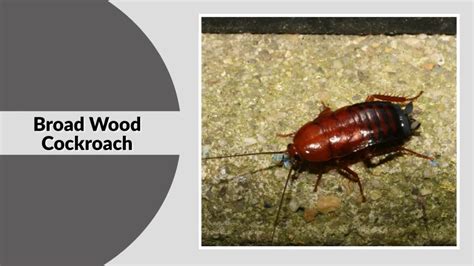 12 Types Of Wood Cockroach Identification With Pictures