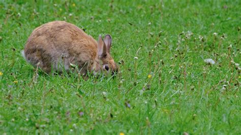 Cute Breasts Videos Download The Best Free 4k Stock Video Footage