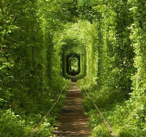 Astonishing Tree Tunnels You Should Visit Touristlink Blog