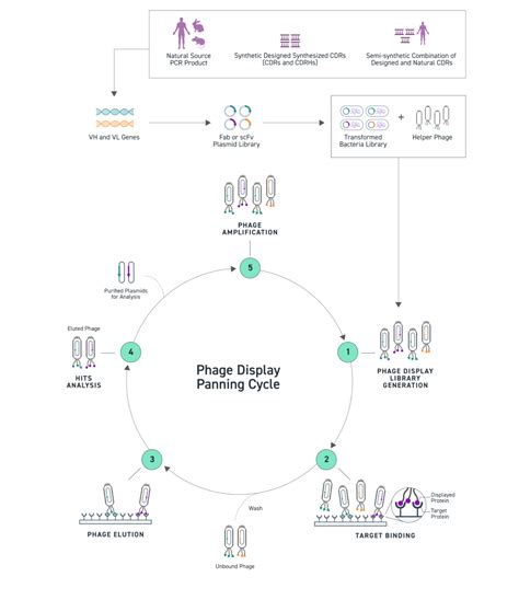 Phage Display Antibody Discovery Twist Bioscience