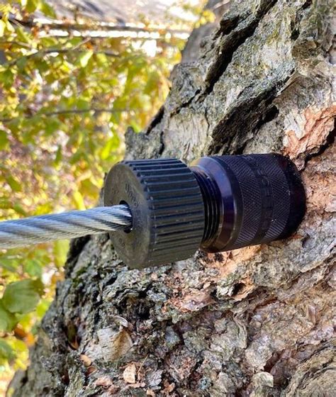 Arborist Des Moines Olson Tree Care Tree Cabling