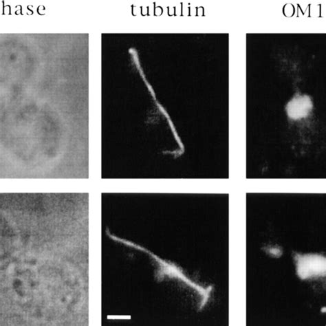 Quantitation Of Mitochondrial Inheritance Morphology And Respiration Download Scientific