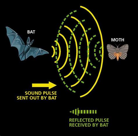 Bats Obey Their Own Traffic Laws When Hunting For Food Gazette Review