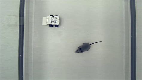 Qr Withfakemice Object Detection Dataset By Nedlab