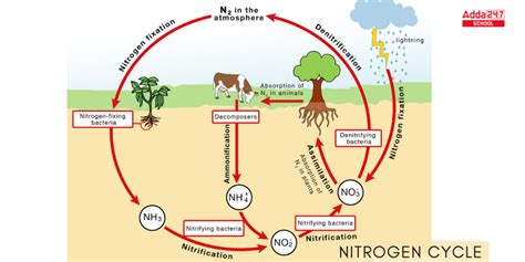 Nitrogen Cycle Diagram Drawing For Class 8 And 9