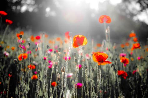 33 Fun Selective Colour Photographs Light Stalking