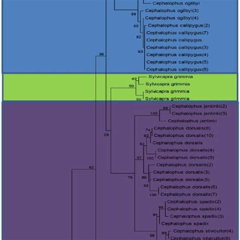 Maximum Likelihood Tree Based On Kimura 2 Parameter Distance Using