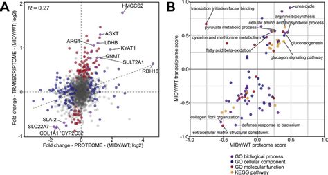 Correlation Between Proteomics And Transcriptomics Data In Midy Vs Wt
