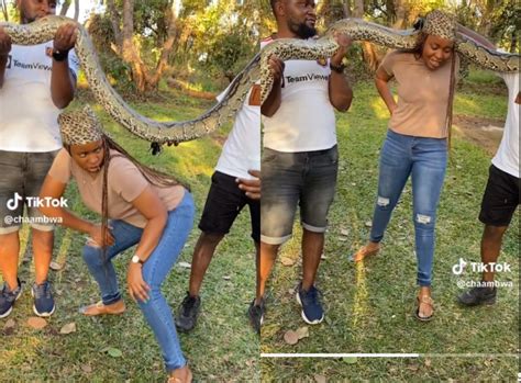 Woman Screeching Trying To Take A Snap With A Python Video