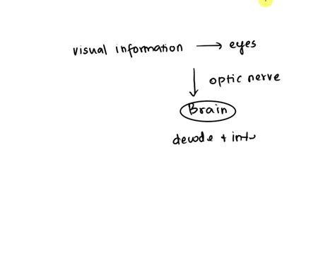 Solved Visual Processing Which Lobe Is Responsible For Visual