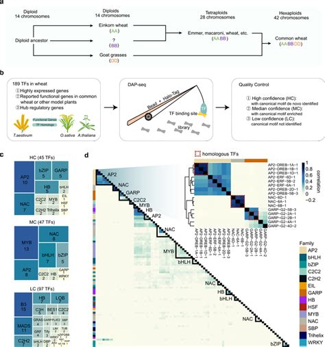 Genome Wide Binding Of Wheat Transcription Factors A Evolution Of Download Scientific Diagram