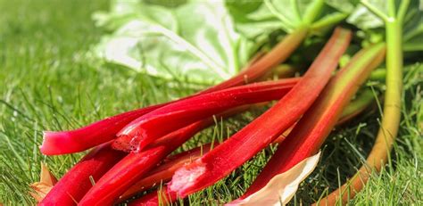 Rubarba Beneficii Retete Contraindicatii Sfaturimedicalero