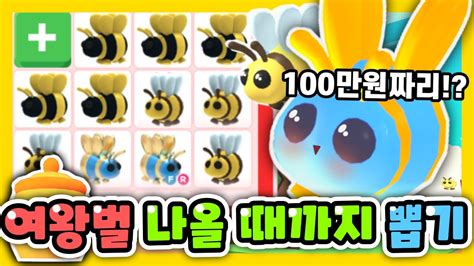[로블록스]역대급 탕진 여왕벌 나올 때까지 뽑았어요 [입양하세요 백앤아] Youtube