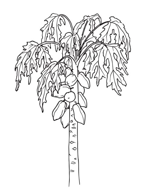 Papaya Fruit Tree Vector Hand Drawn Illustration Of Pawpaw Palm In Line Art Style Drawing Of