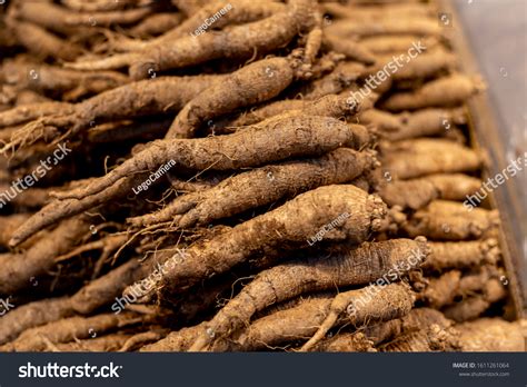 218 Codonopsis Lanceolata Root Royalty Free Photos And Stock Images Shutterstock