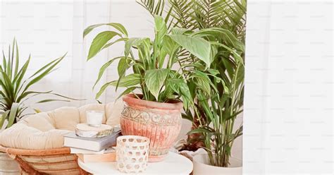 거실에 아늑한 보호 민족 인테리어가 있는 집 꽃 냄비에 녹색 식물 집에서 장식 사진 Unsplash의 편하다 이미지