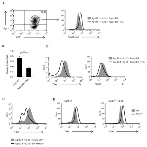 Transcription Factor Foxo1 Represses T Bet Mediated Effector Functions And Promotes Memory Cd8