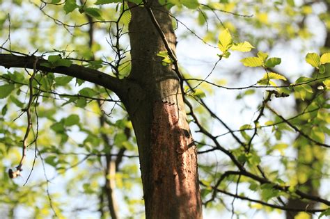 Cryptococcus Spp Orange Slime