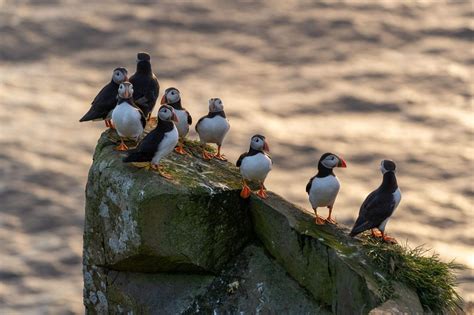 Visiting Mykines Faroe Islands How To See The Adorable Mykines Puffins
