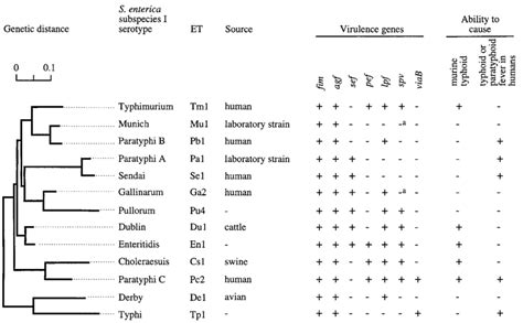 Phylogenetic Distribution Of Virulence Genes And Virulence Of Different Download Scientific
