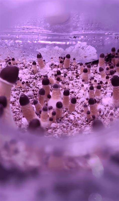 Whats Next Spwan To Bulk Inflatable Monotub Update Rmycologyandgenetics