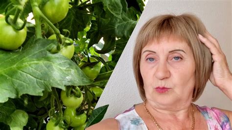 Все Томаты в Завязи Чем я обрабатываю Youtube