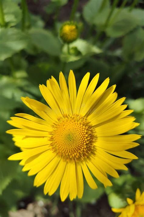 Doronicus Yellow Chamomile In The Garden Bright And Fresh Flowers