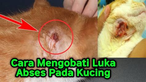 Dressing Luka Kucing At John Musgrave Blog