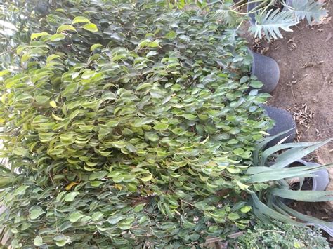 فيكس بنجامينا Ficus Benjamina Nabat Delivery The Plant That You Deserve