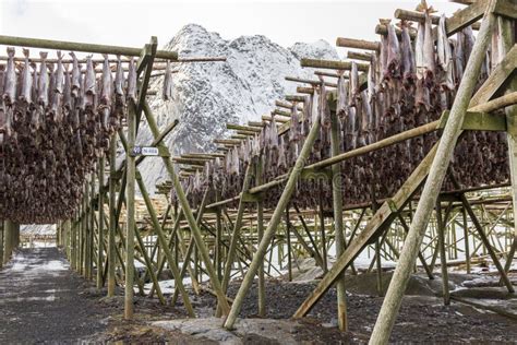 Fish Drying Racks With Cod Near Reine Lofoten Islands Norway Stock