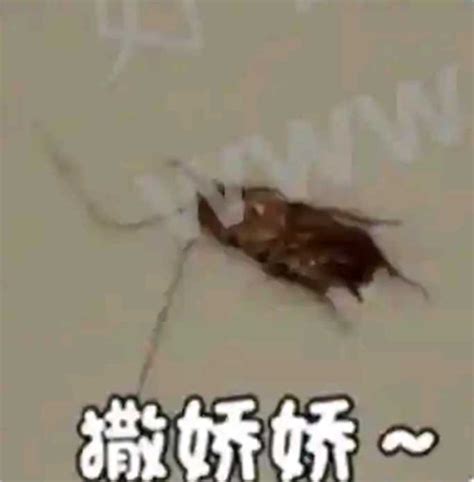 fnf小花的放克未优化版下载闸总就是我最新版