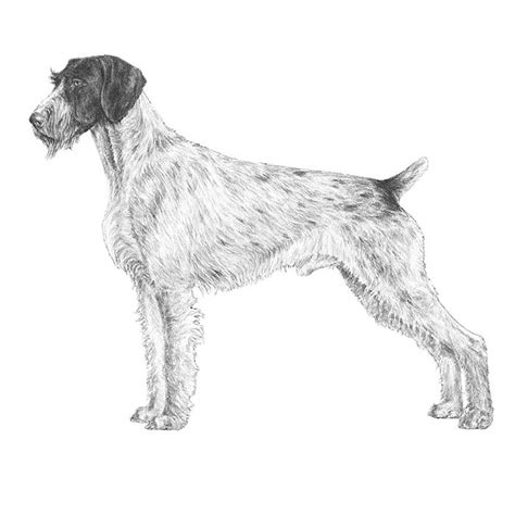 German Wirehaired Pointer Dog Breed Information American Kennel Club
