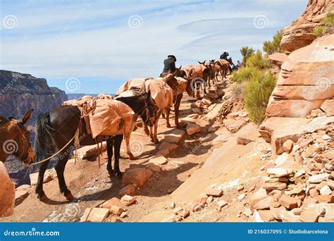 Mule Pack Train Climbes From The Bottom Of The Grand Canyon Editorial