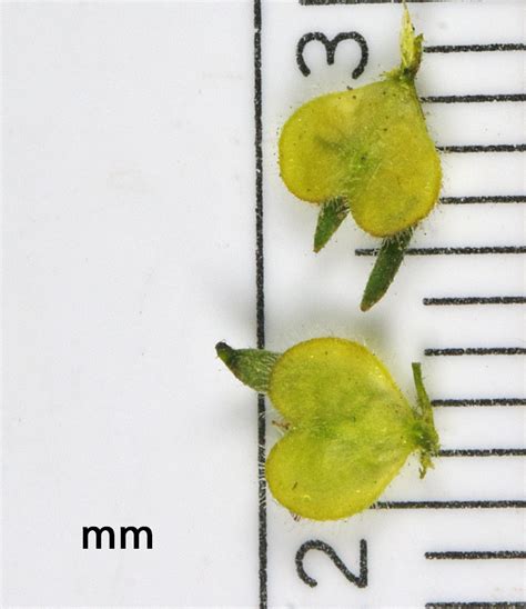 Veronica Verna Flora Of Eastern Washington And Adjacent Idaho