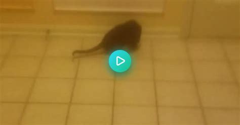 My Kitten Just Tormented Her First Roach Before Chewing It In Half And