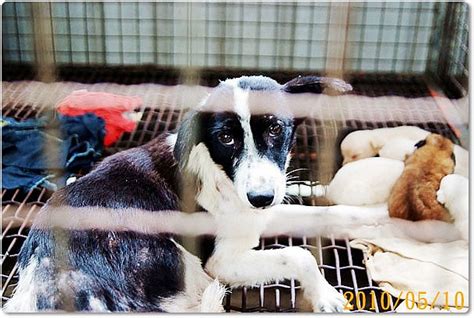 『生命只缺一個機會』竹北收容所．0510．超可愛幼犬40幾隻、米格魯、梗犬、一堆母帶子米克斯、貓、20100511 Flickr