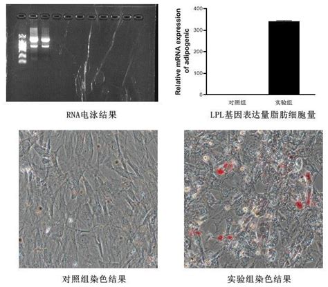 用于定量检测干细胞体外诱导分化成脂肪细胞的引物组的制作方法 2