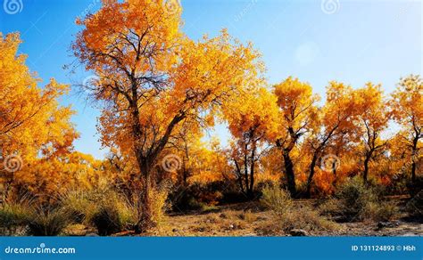 Populus Euphratica Forest In Xinjiang Stock Image Image Of Kazakhs