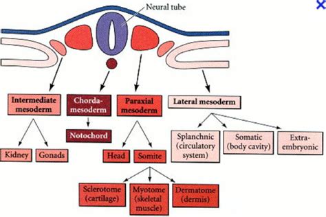 Intermediate Mesoderm