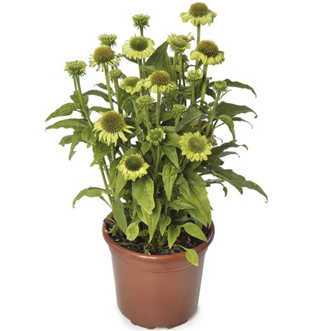 Echinacea Purpurea Prairie Blaze™ Orange Sunset — Thinkplants