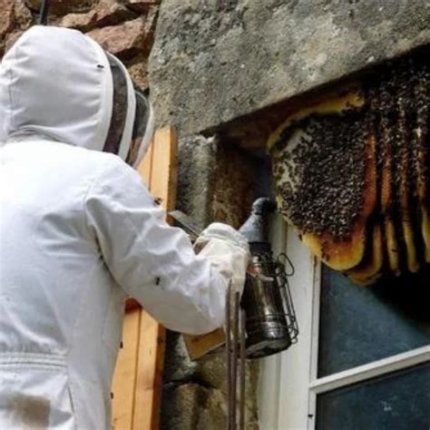 Honey Bee Control Treatment Service In Nashik Id 2851566912062