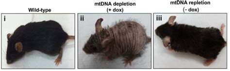 Mitochondria Reversing Aging In A New Mouse Model Work For Human