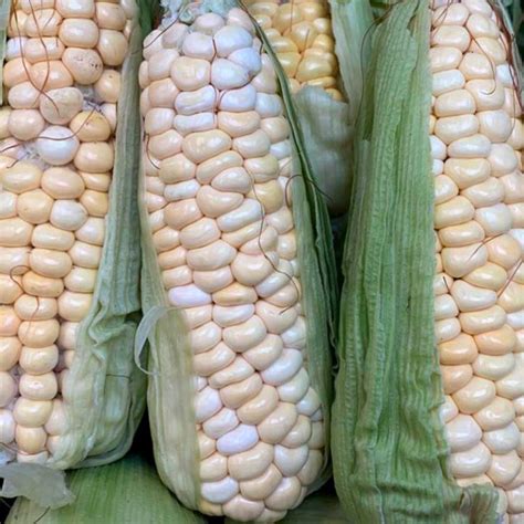 Mazorca En Tusa Domicilios En Toda Bogotá