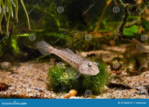 Monkey Goby Wild Caught Brackish Fish On Green Algae Bush Sand Bottom