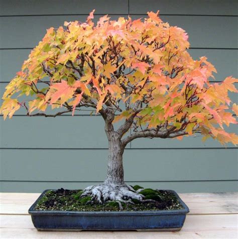 Douglas Maple Tree Acer Glabrum Var Douglasii Seeds Etsy