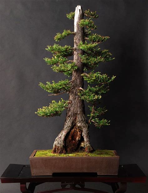 Coast Redwood Bonsai