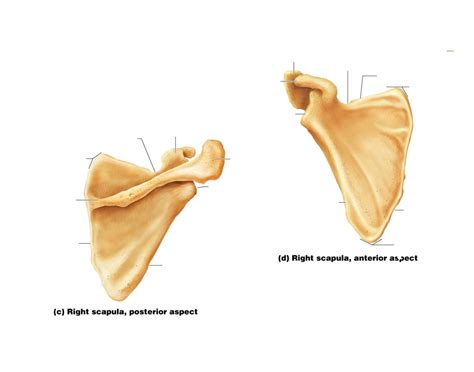 Scapula Posterior And Anterior Labeling — Printable Worksheet Scapula Posterior And Anterior Labeling — Printable Worksheet