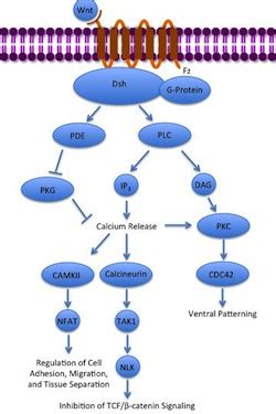 File Noncanonical Wnt Calcium Pathway Height 375px Wikimedia